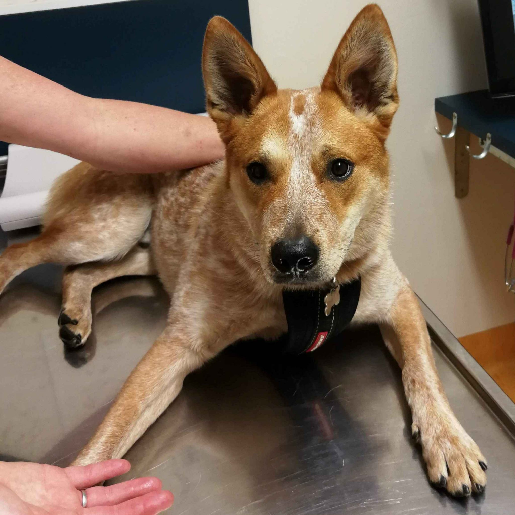 Papillomatosis - Pittwater Animal Hospital