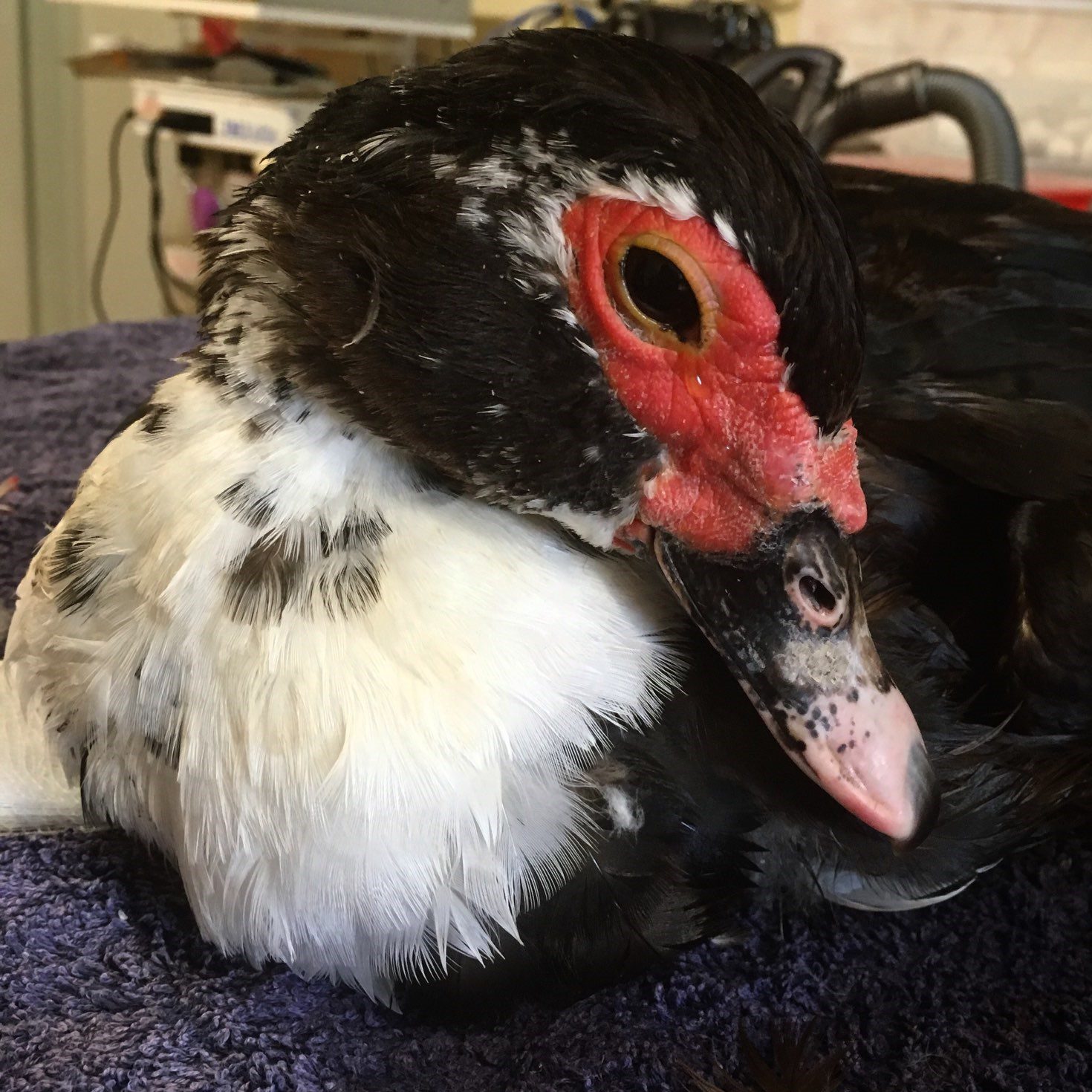 Duck Attack - Pittwater Animal Hospital