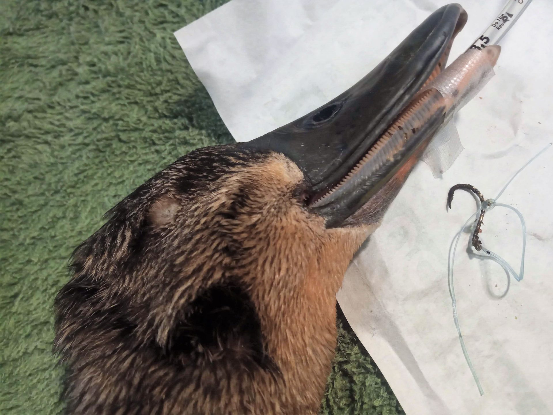One Lucky Duck - Pittwater Animal Hospital