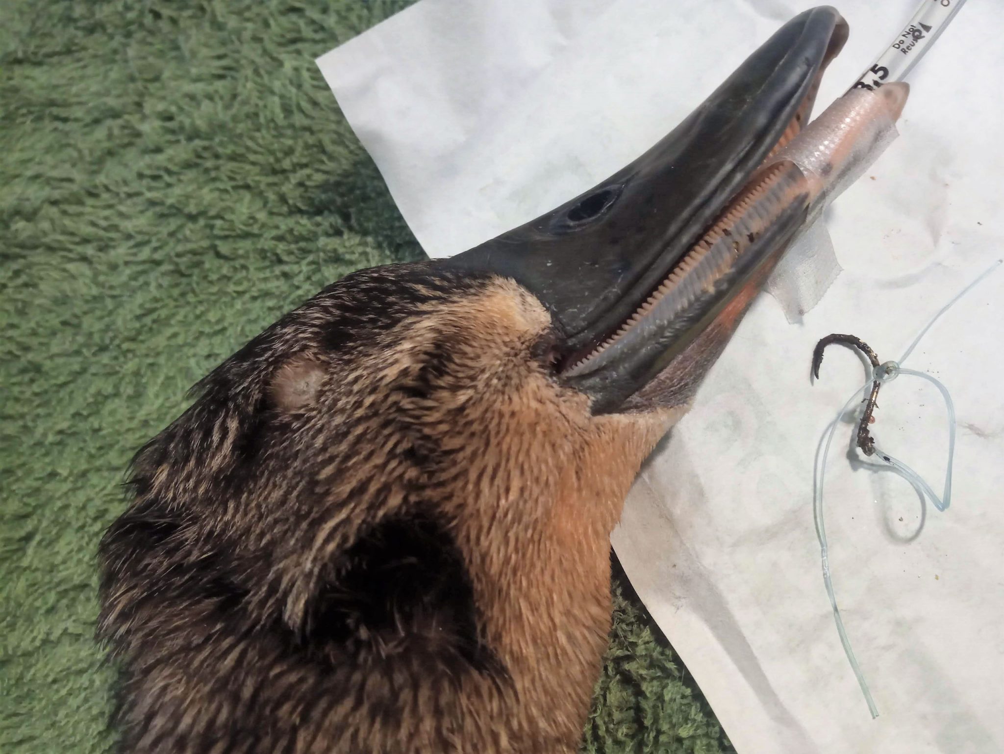 One Lucky Duck - Pittwater Animal Hospital