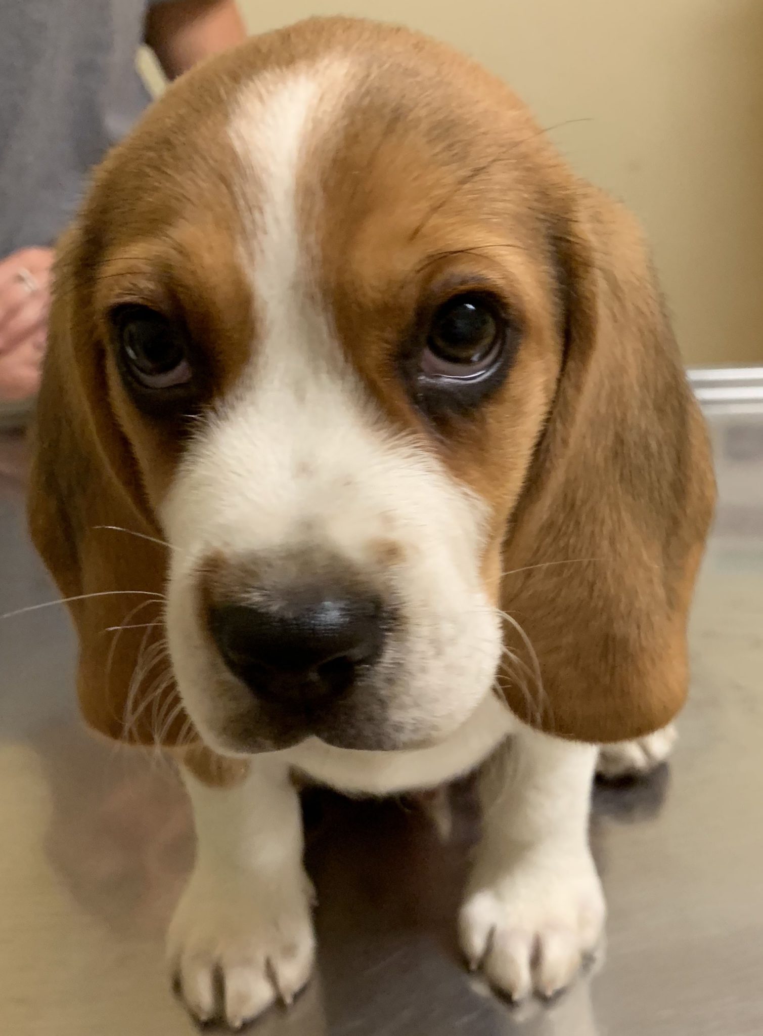 Charlie's itchy ears - Pittwater Animal Hospital