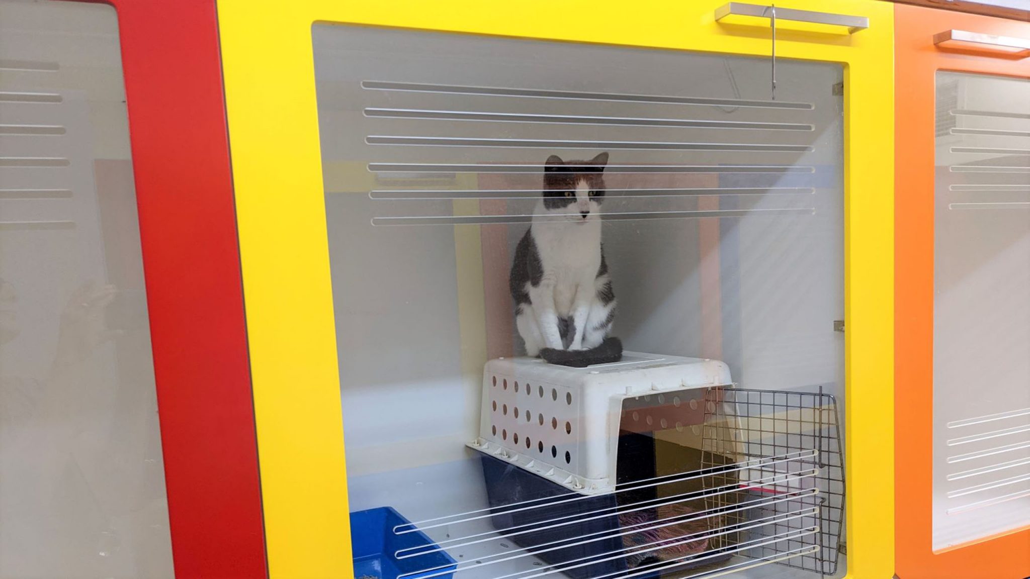 Cats Hospital | Emergency Cat Clinic | 24/7 Northern Beaches | PAH