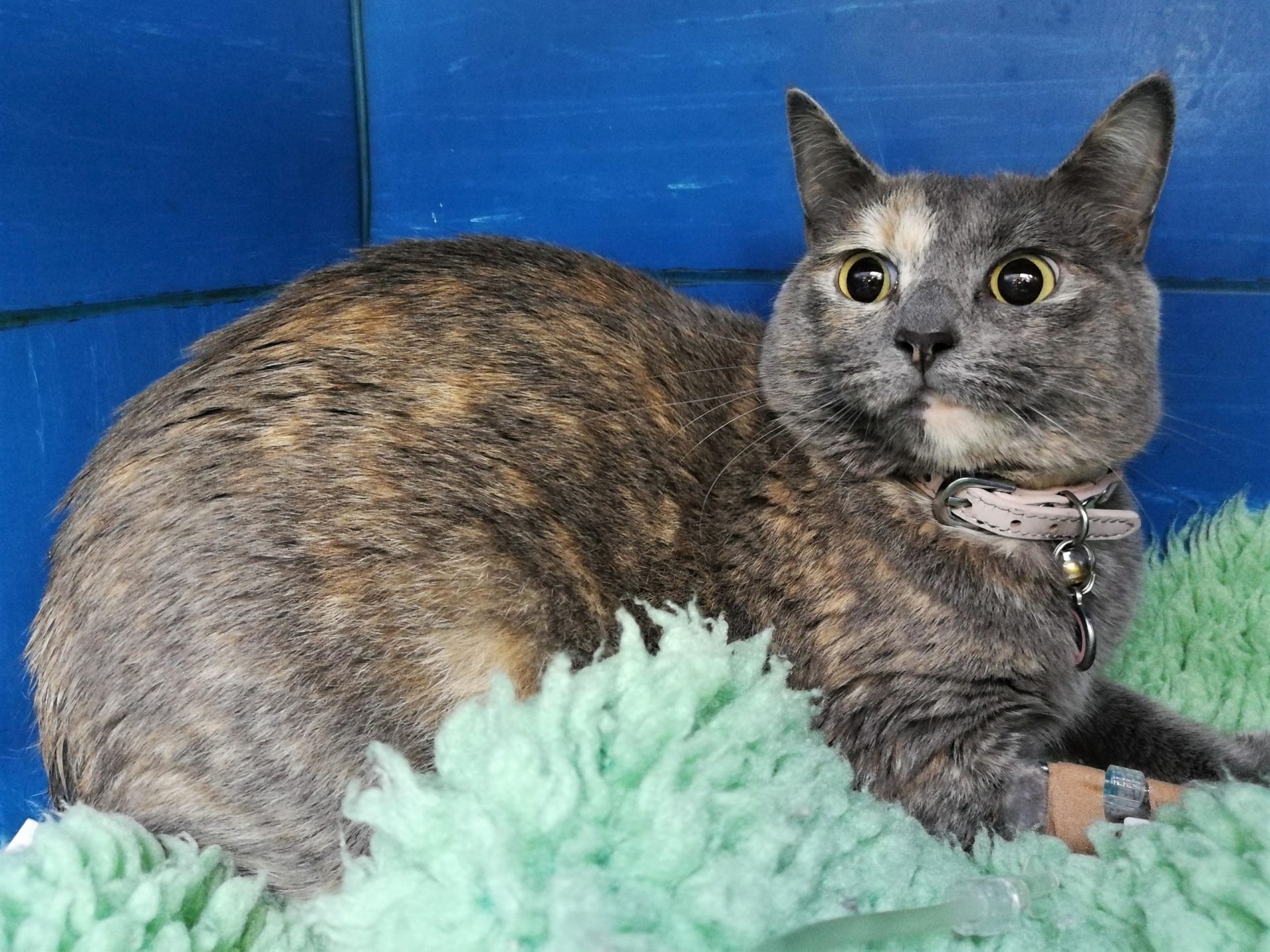 For good results - Trust your vet. - Pittwater Animal Hospital