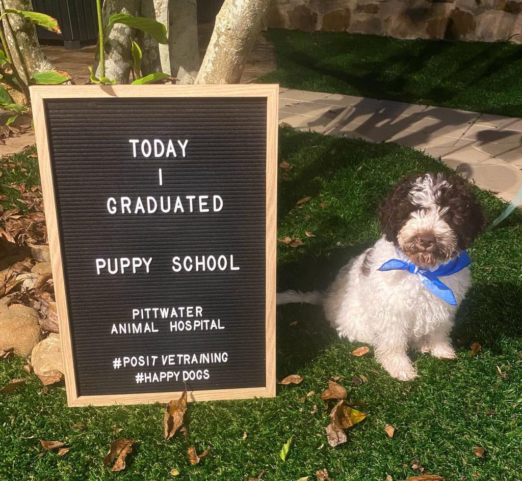 Puppy School | Puppy Training | Obedience Training Northern Beaches | PAH