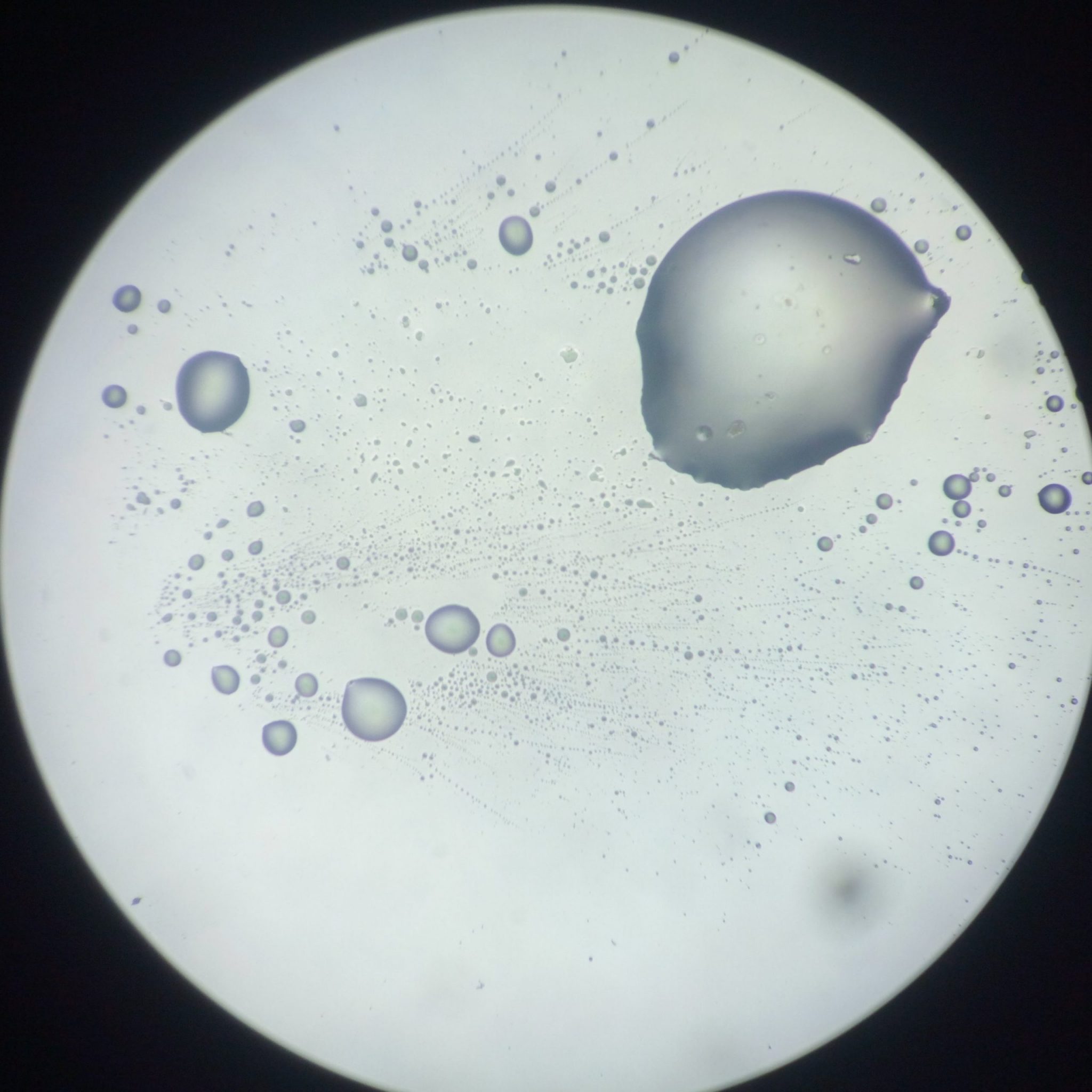 What is a lipoma? - Pittwater Animal Hospital