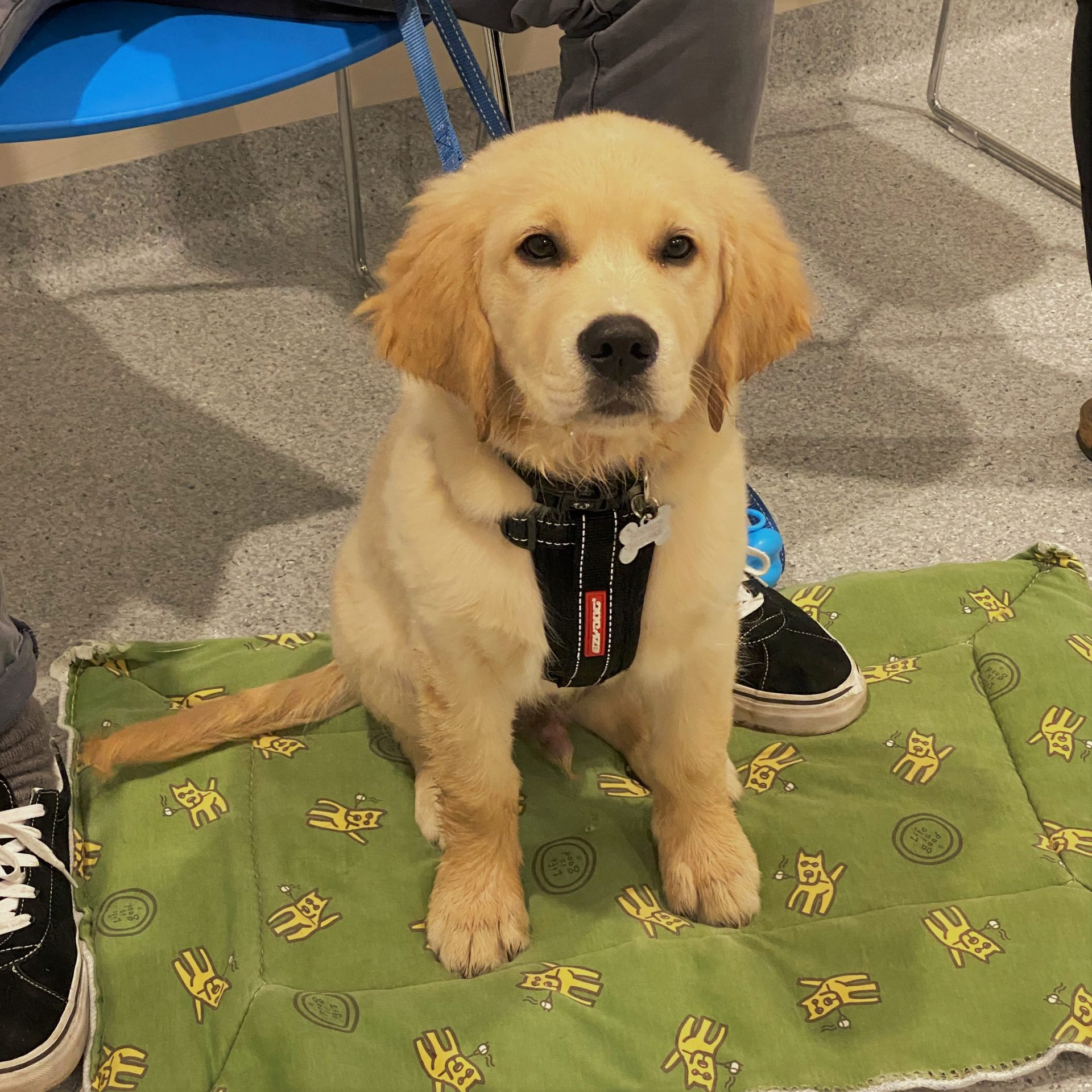 Puppy School | Puppy Training | Obedience Training Northern Beaches | PAH