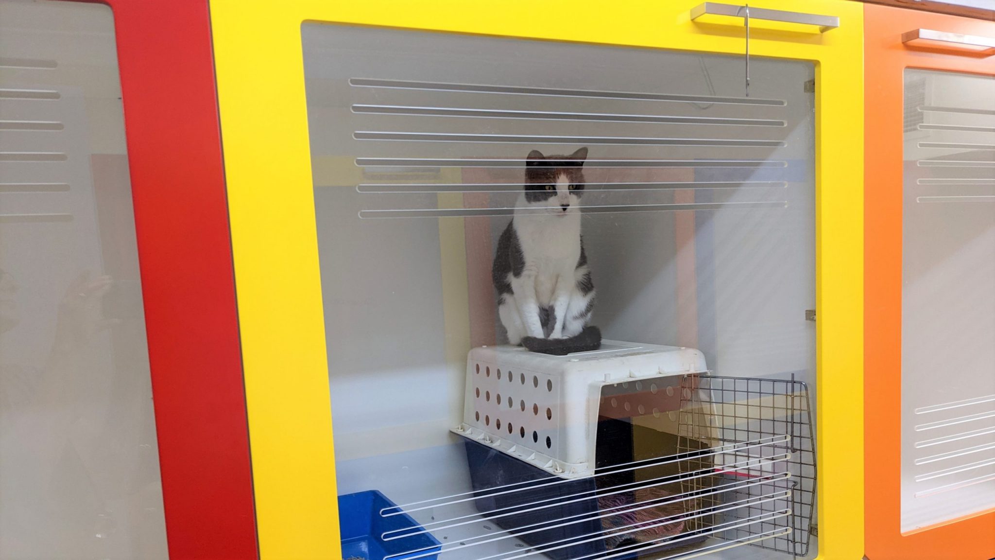 PITTWATER VETS CAT HOTEL - Pittwater Animal Hospital