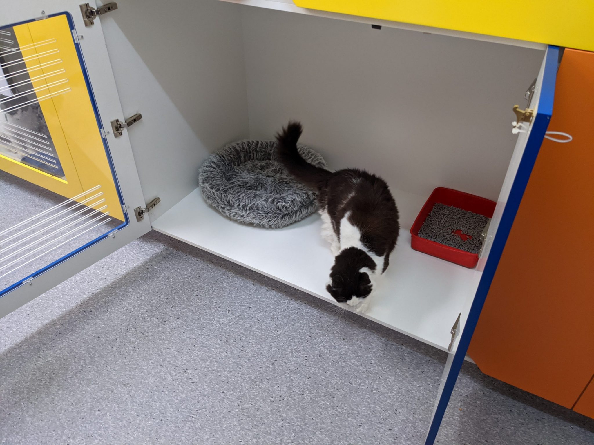 Cats Hospital | Emergency Cat Clinic | 24/7 Northern Beaches | PAH