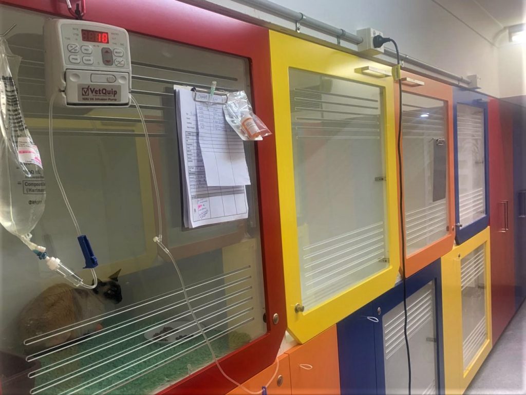 Cats Hospital | Emergency Cat Clinic | 24/7 Northern Beaches | PAH