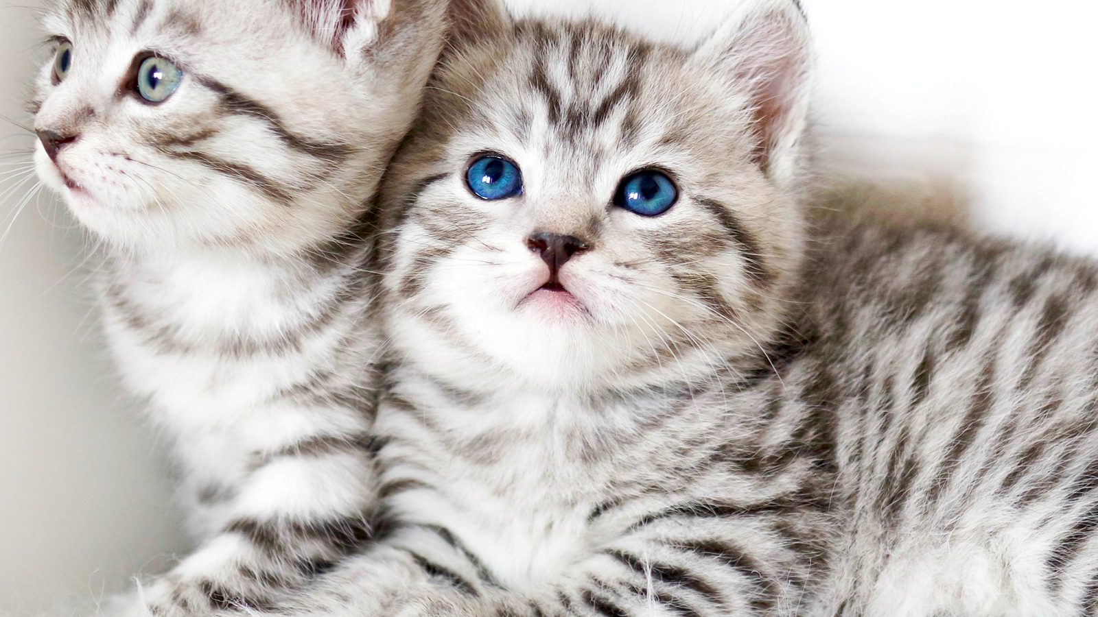 Tips for Introducing Kittens & Cats | PAH