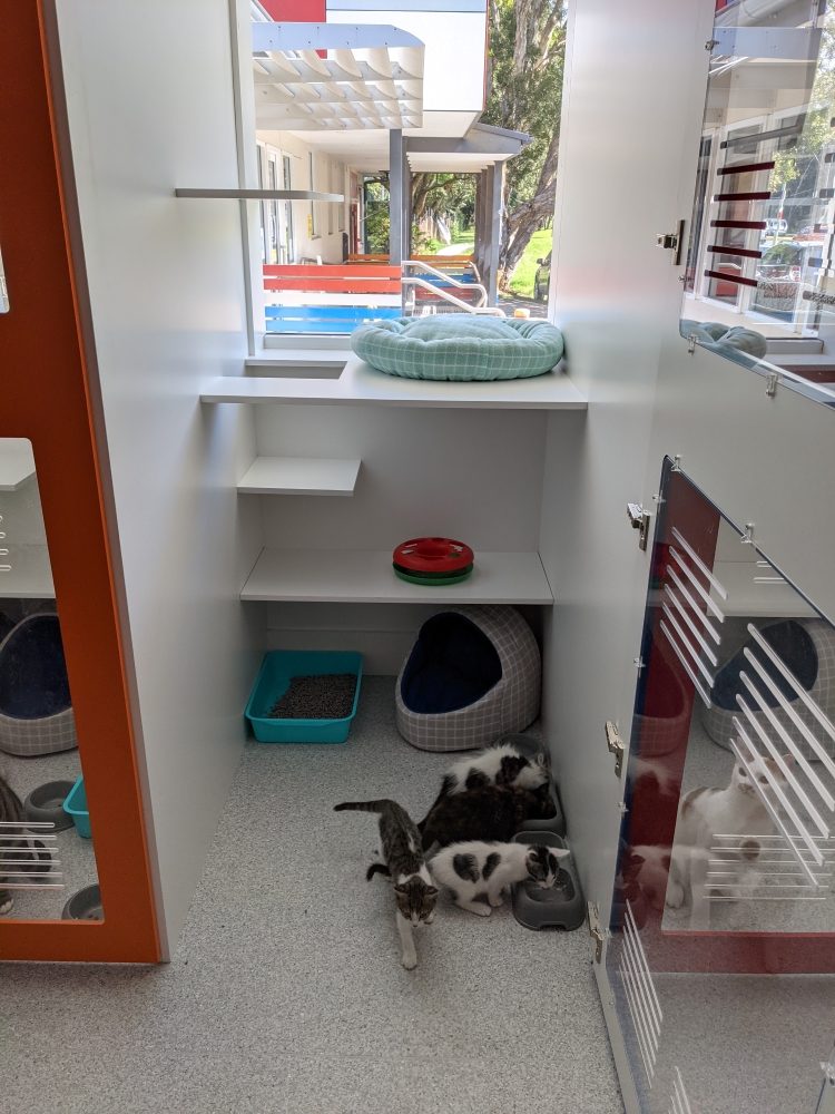 Cat Hotel Northern Beaches | Cat Boarding | PAH