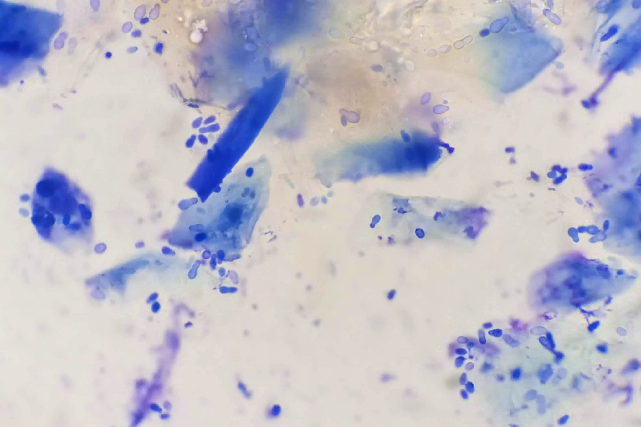 Yeast Dermatitis (Malassezia dermatitis) - Pittwater Animal Hospital