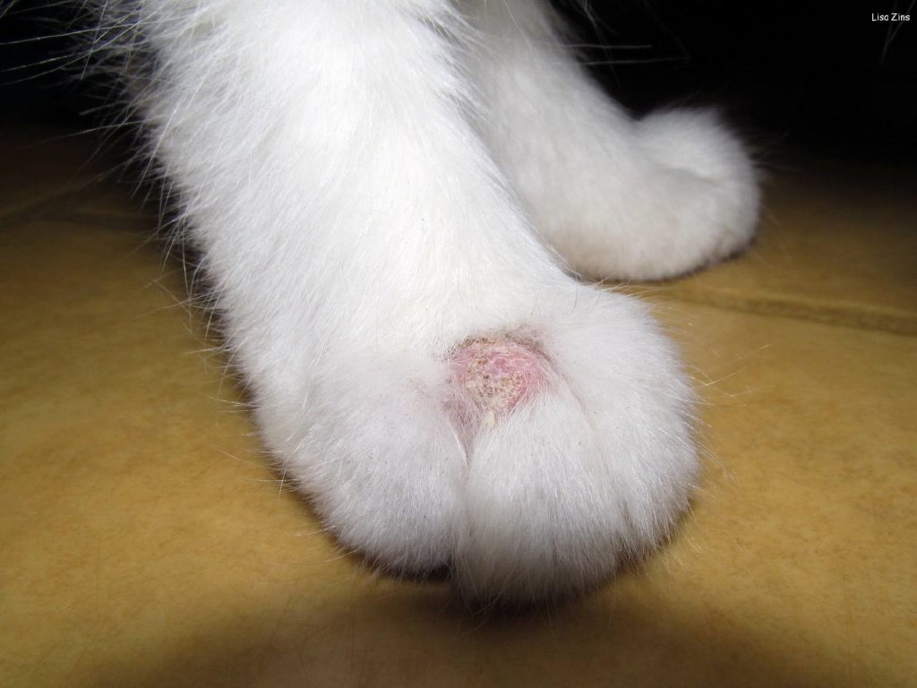 Ringworm (Dermatophytosis) - Pittwater Animal Hospital