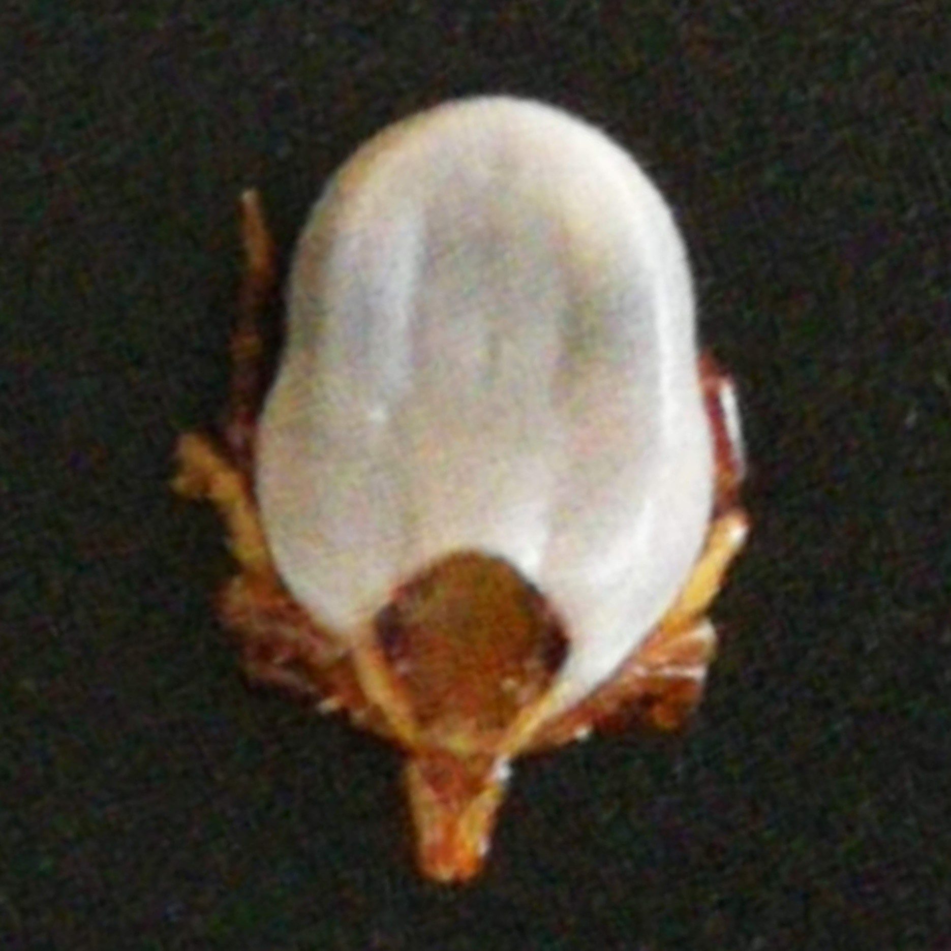 How can you find a tick on your pet? - Pittwater Animal Hospital