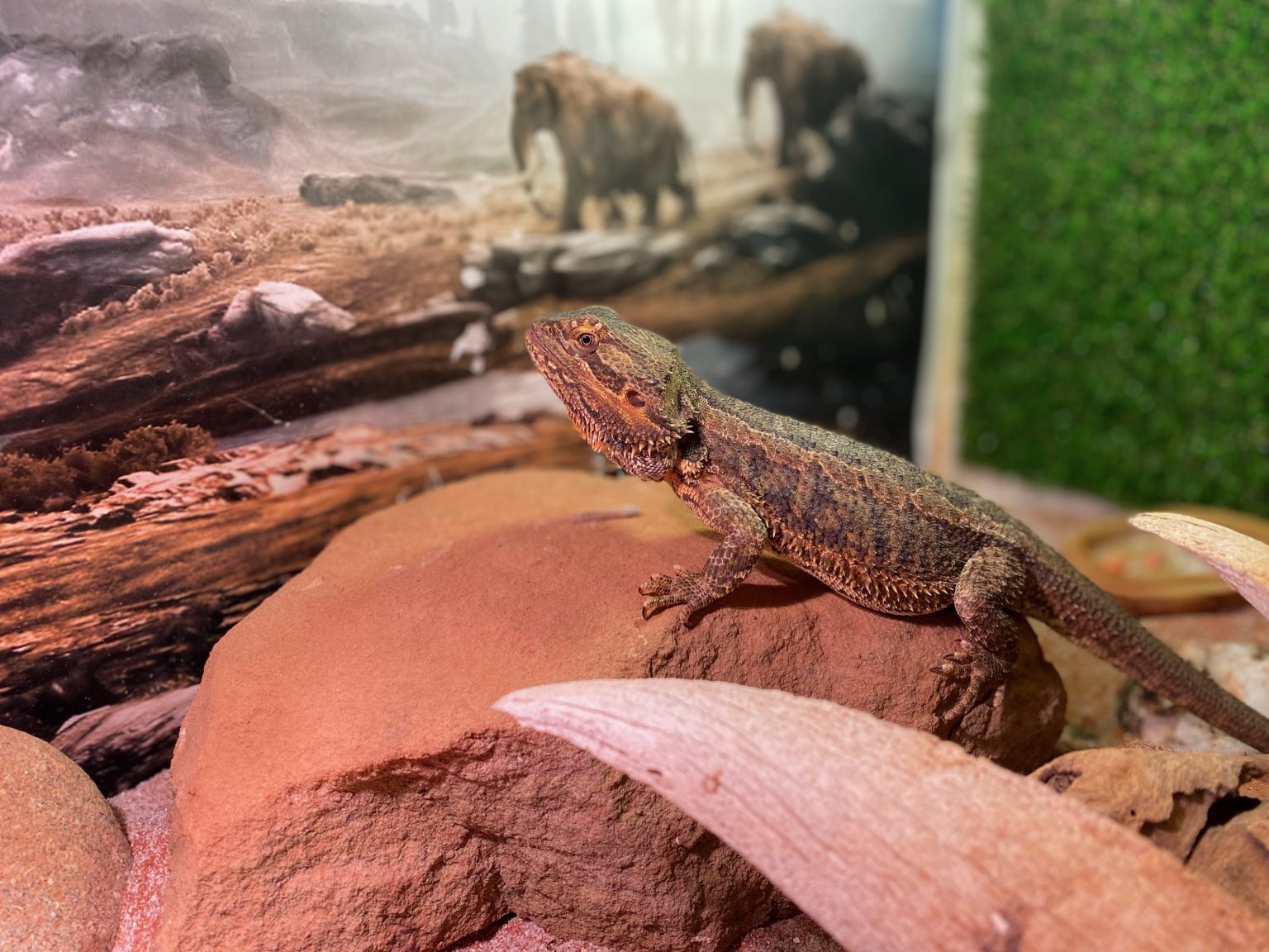 Male Lizard Swellings - Pittwater Animal Hospital