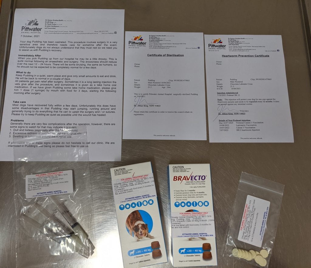 Pudding Gets Desexed - Pittwater Animal Hospital