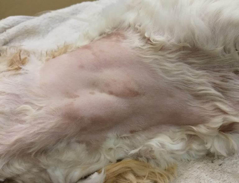 What is a lipoma? - Pittwater Animal Hospital