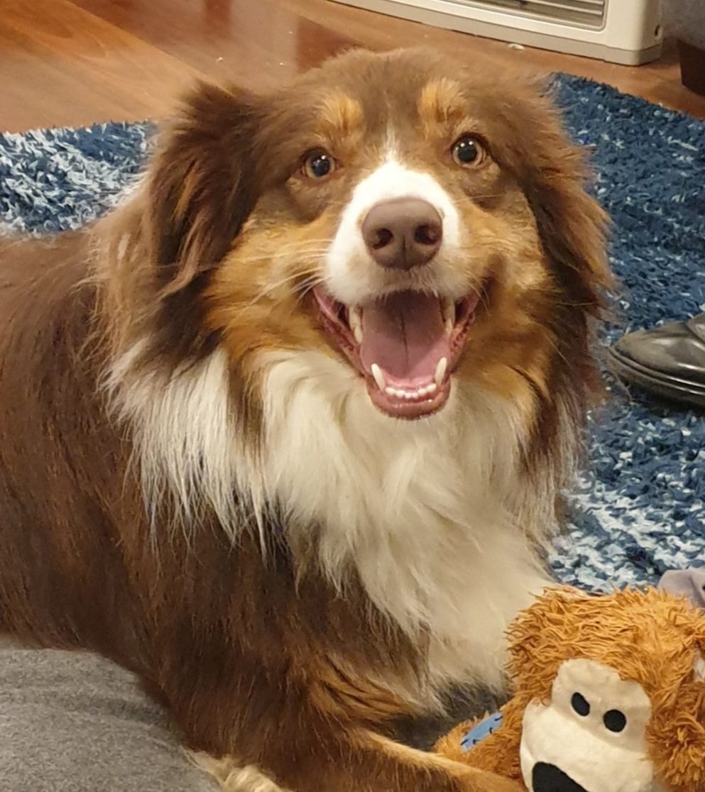 Bravecto Bundle Competition Winner - Bailee - Pittwater Animal Hospital