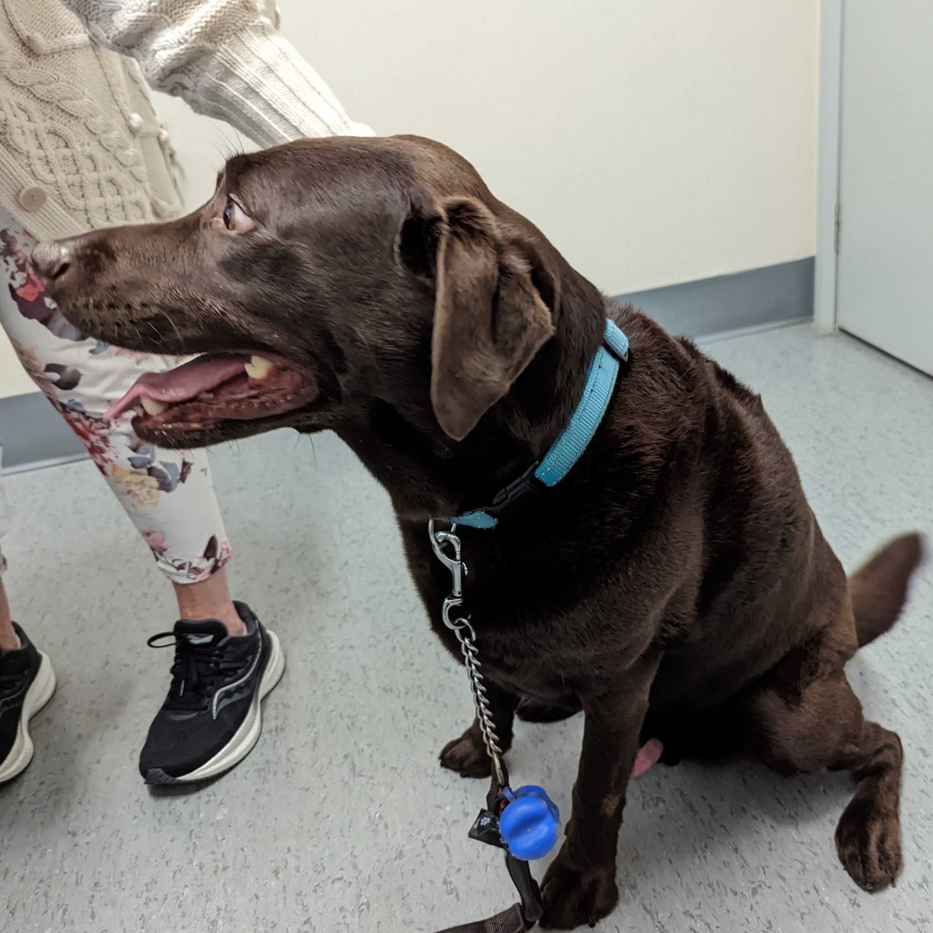 When should I worry about a lump on my dog? - Pittwater Animal Hospital