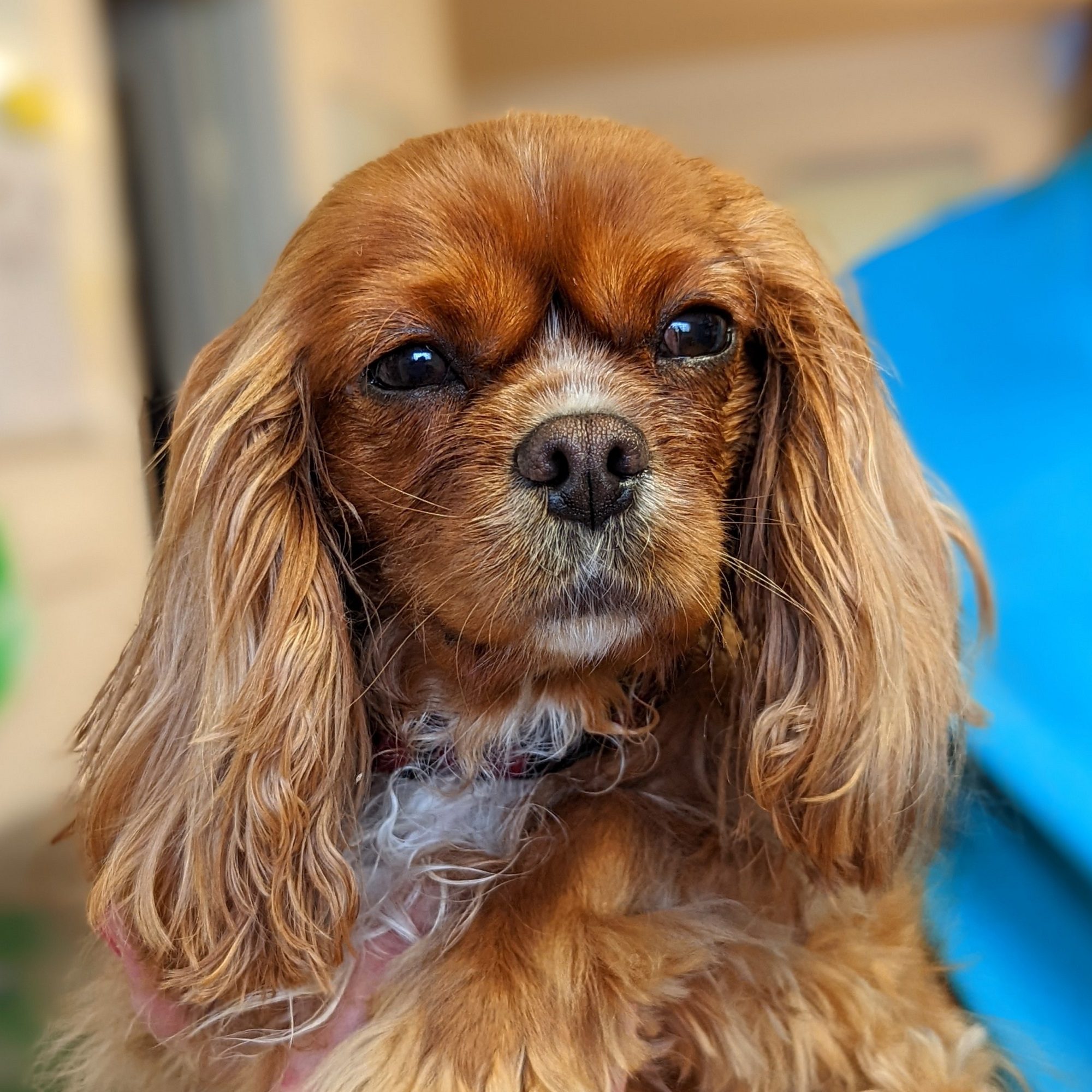 Mila's hidden problem. - Pittwater Animal Hospital