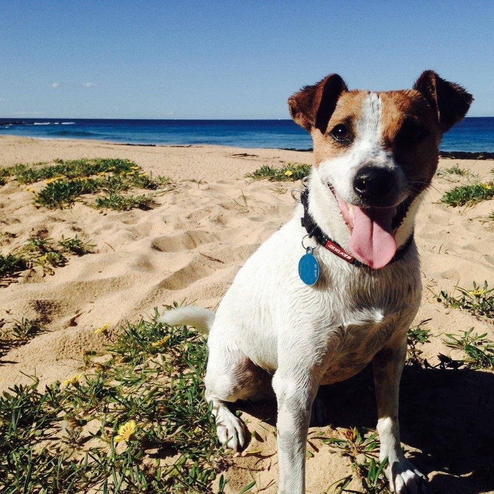 Tooth root abscess - Pittwater Animal Hospital