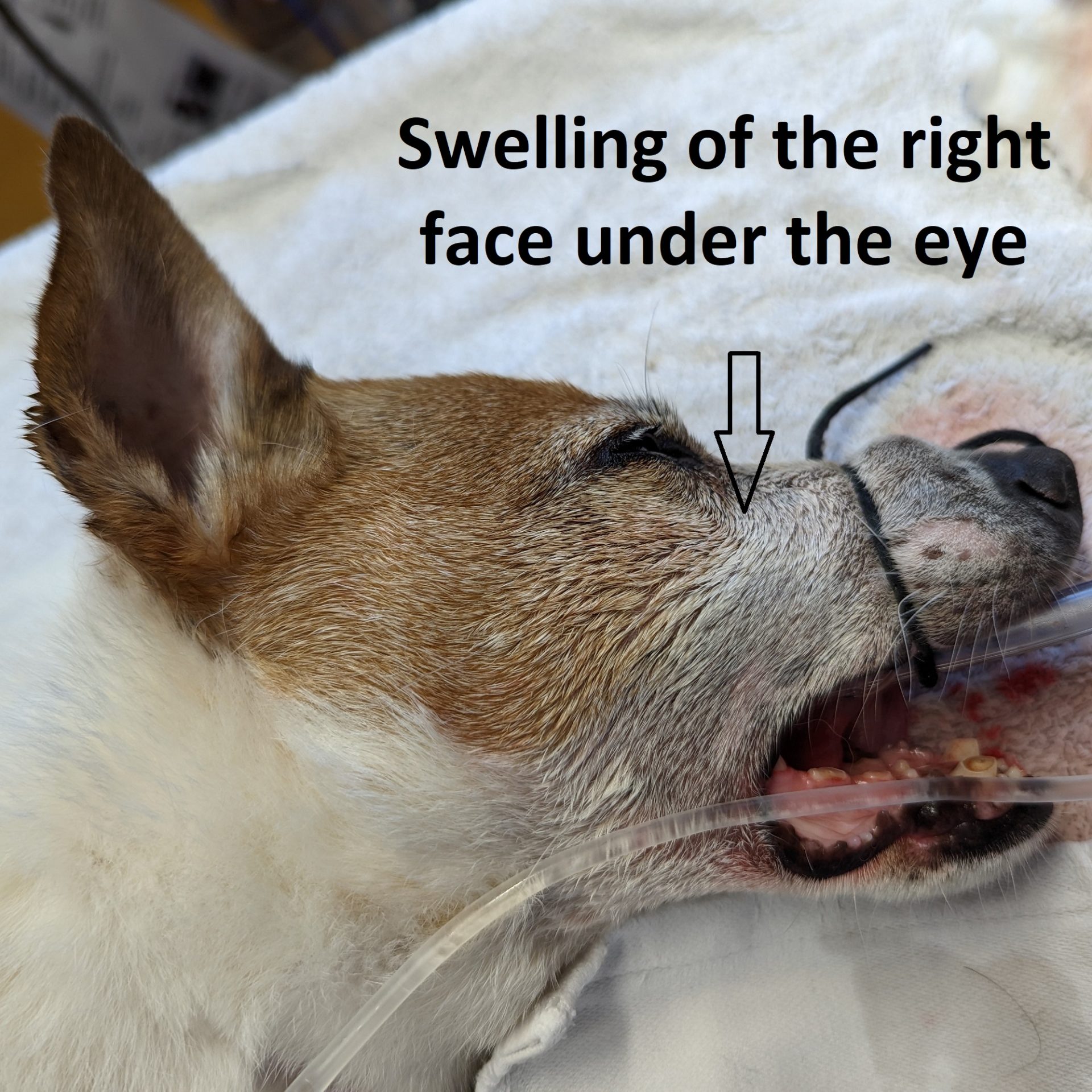 Tooth root abscess - Pittwater Animal Hospital