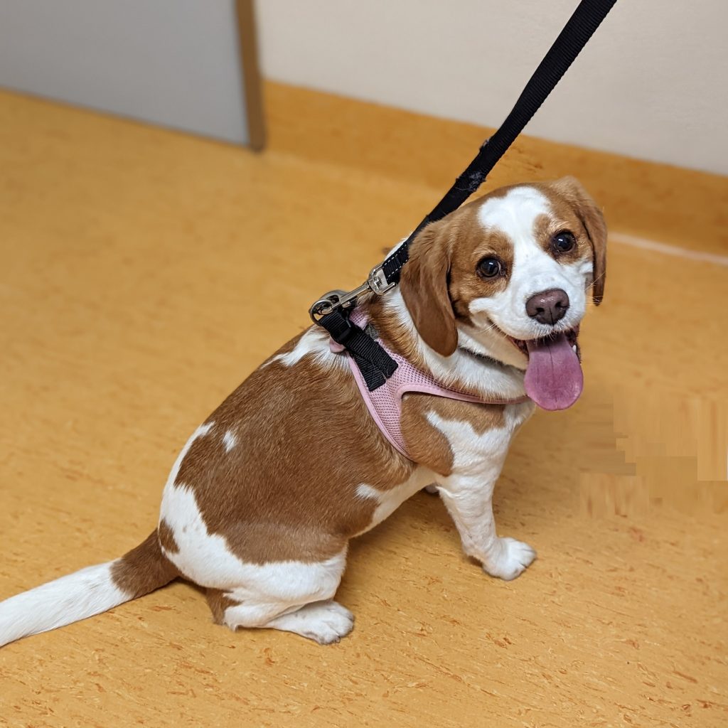 Burst Anal Sac Abscess - Pittwater Animal Hospital