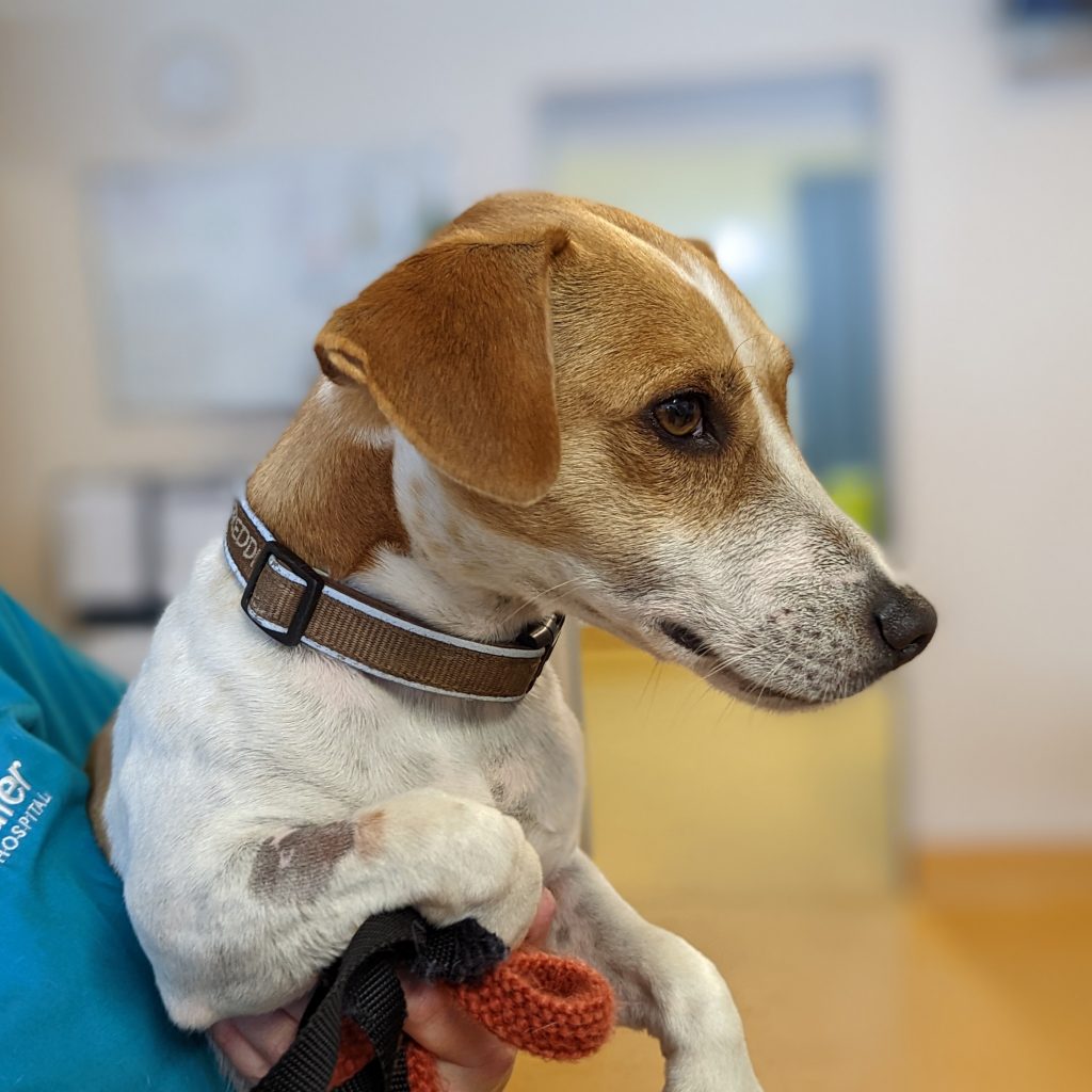 Tennis Ball Teeth - Pittwater Animal Hospital