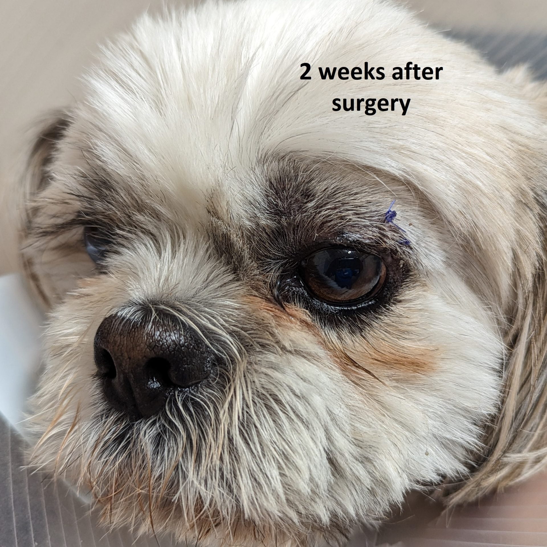 Eyelid swellings - miebomian gland tumours - Pittwater Animal Hospital