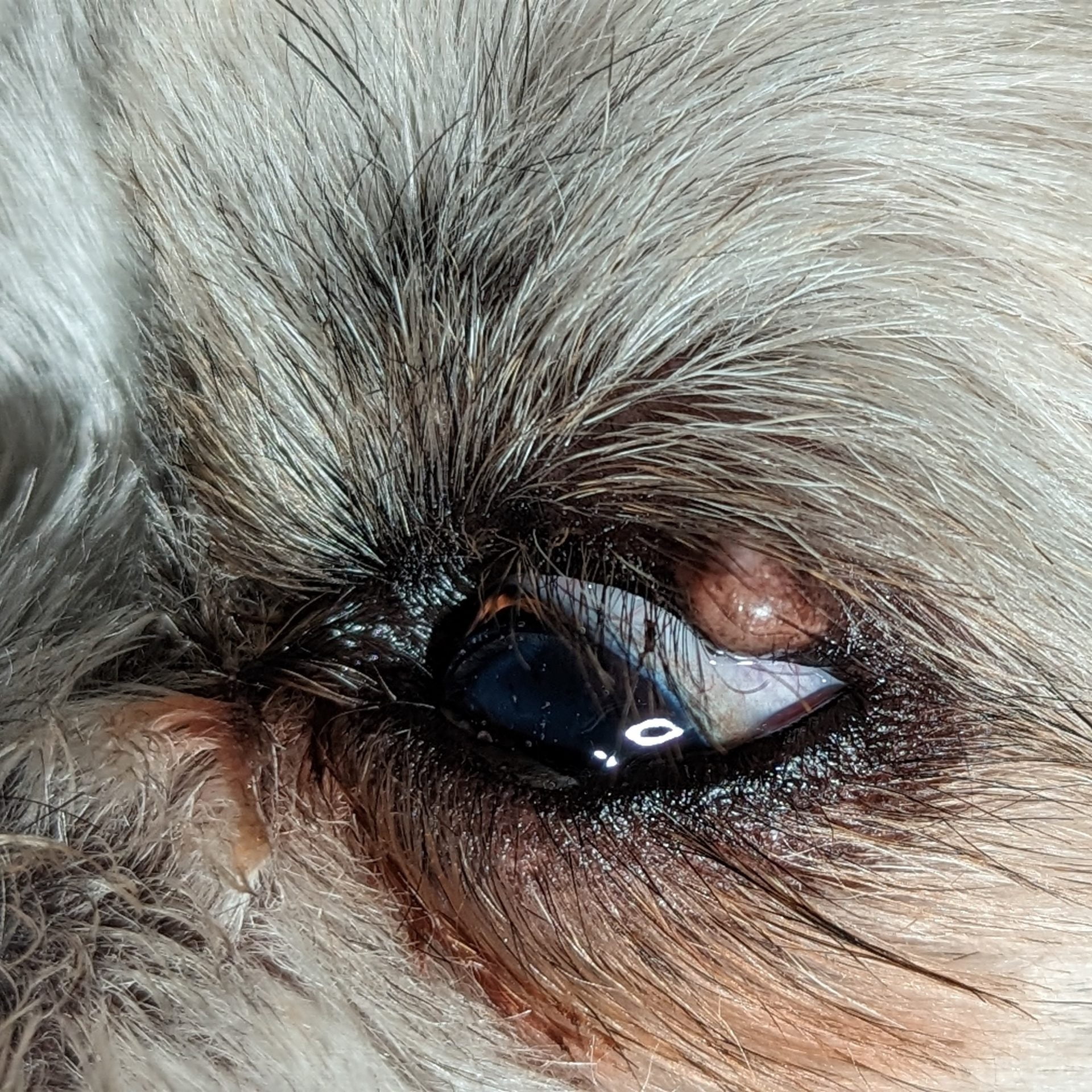 Eyelid swellings - miebomian gland tumours - Pittwater Animal Hospital