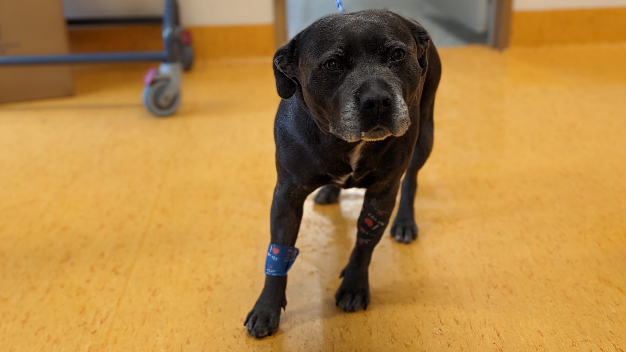 The danger of running off into the bushes. - Pittwater Animal Hospital