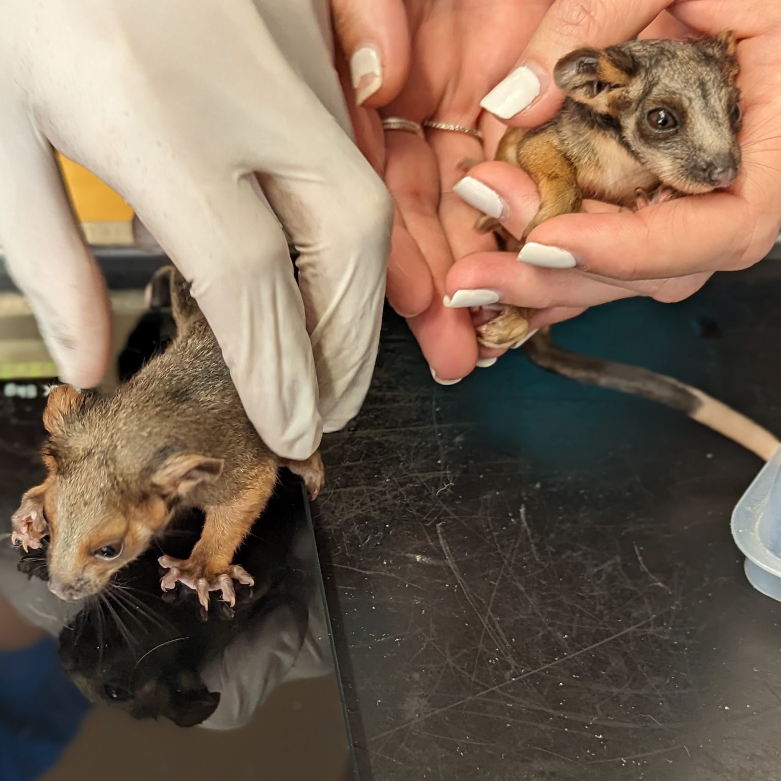 Ringtail Possum Babies - Pittwater Animal Hospital