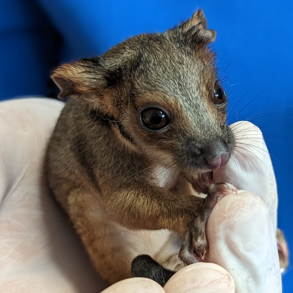 Ringtail Possum Babies - Pittwater Animal Hospital