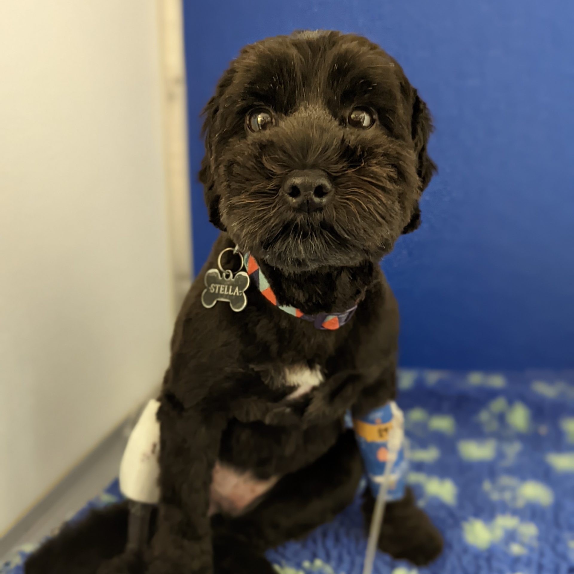Dislocating Kneecaps (Patella Luxation) - Pittwater Animal Hospital