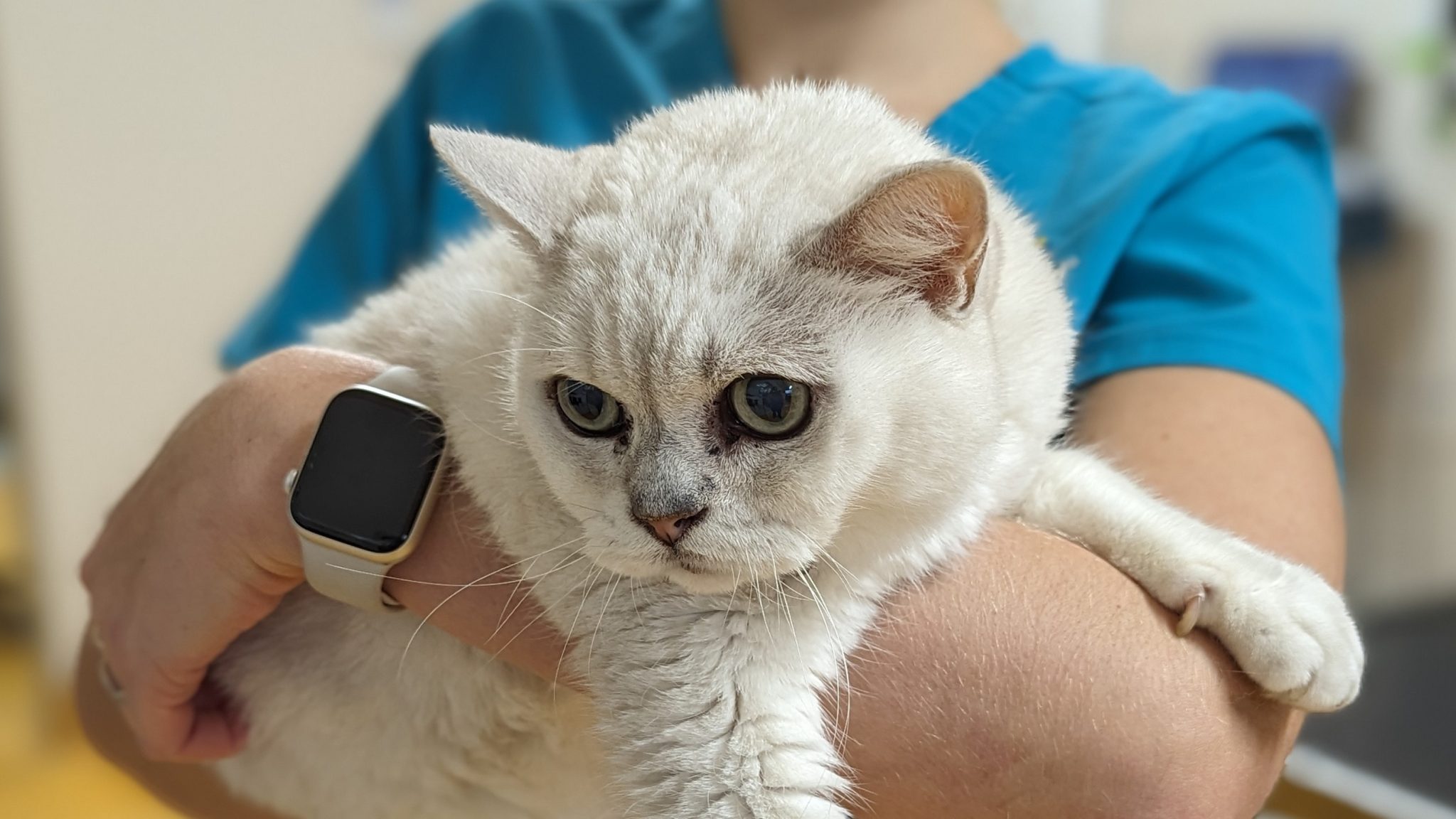 Caring for an unwell or elderly pet. - Pittwater Animal Hospital