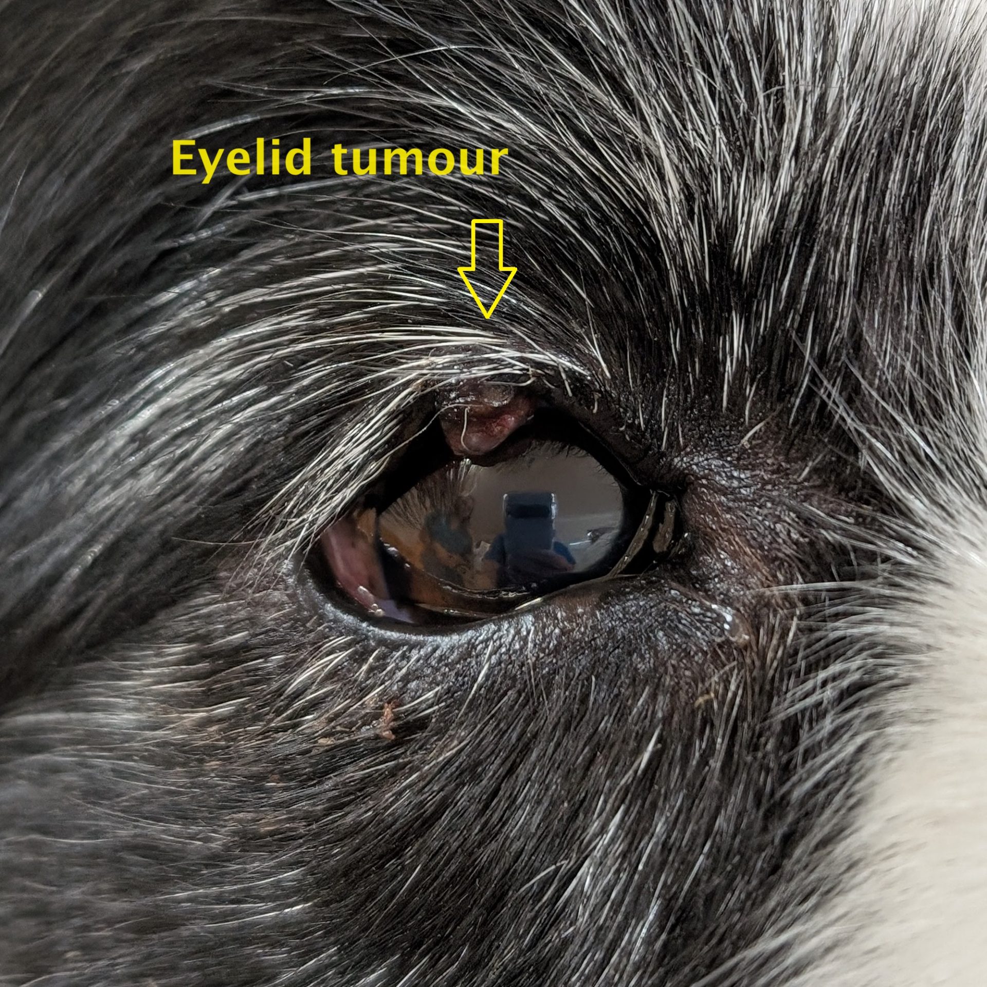 Eyelid Tumour Surgery Pittwater Animal Hospital Eyelid Tumour Surgery Pittwater Animal Hospital