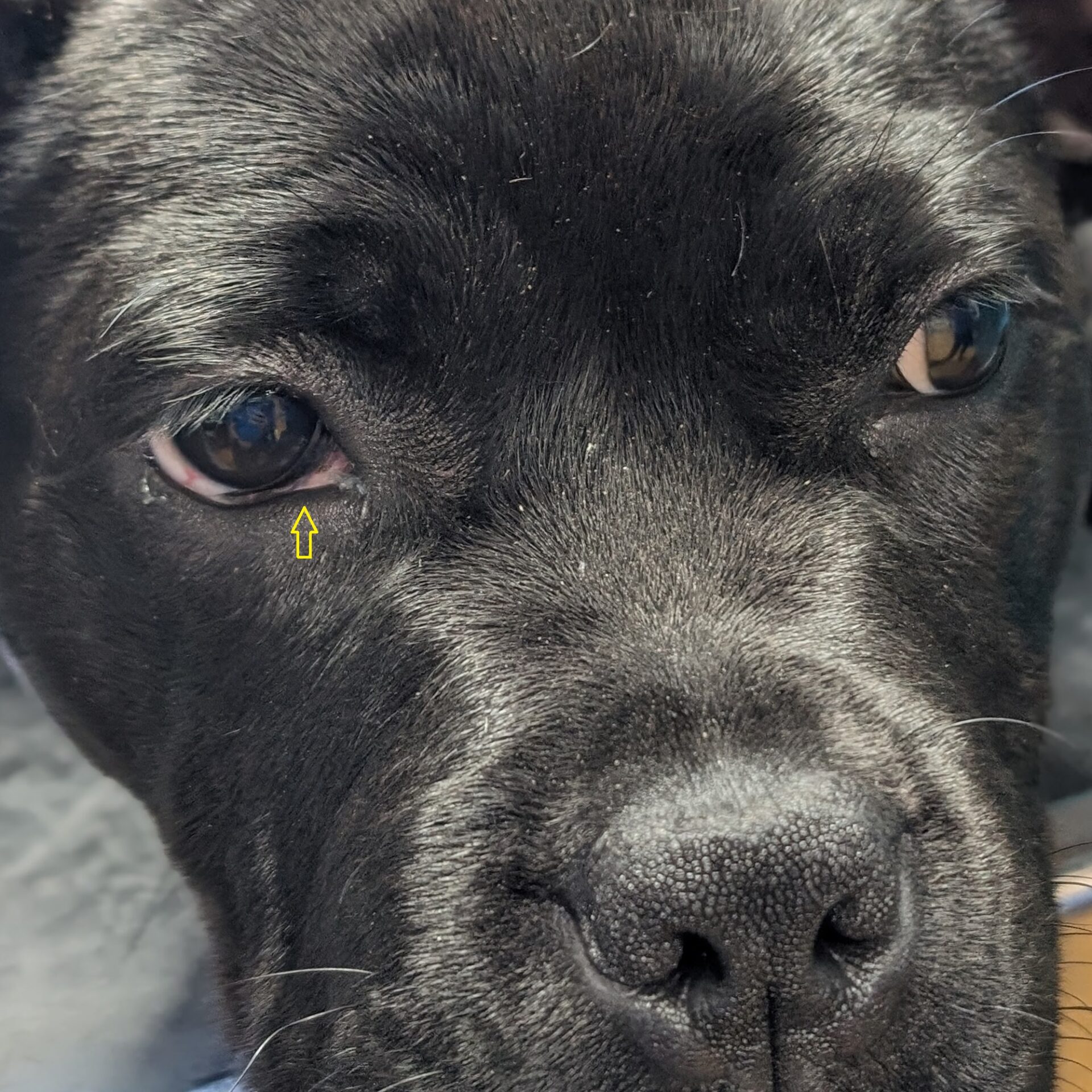What on earth is a Cherry Eye? - Pittwater Animal Hospital