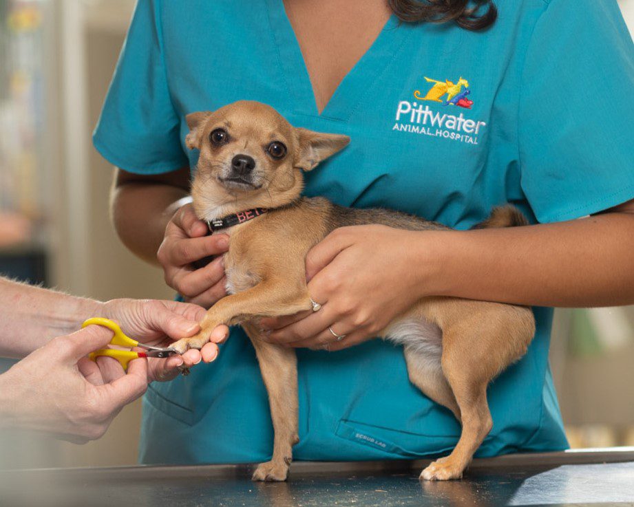 Nail clipping - Pittwater Animal Hospital
