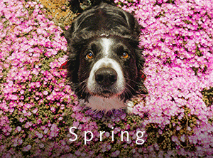 FAQ about Bravecto Yearly Tick and Flea Injection for Dogs - Pittwater Animal Hospital