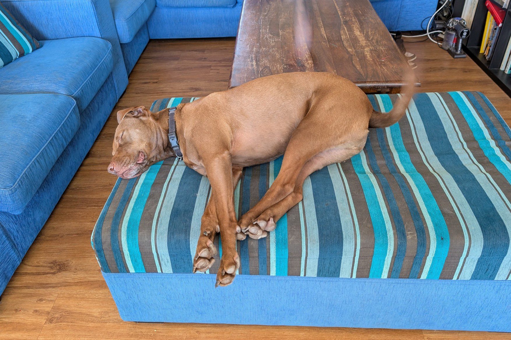 Coughing in Dogs - Pittwater Animal Hospital